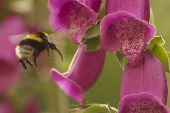 Around the Woods - Courage Copse Creatives