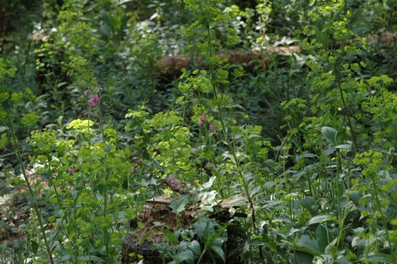 Around the Woods - Courage Copse Creatives